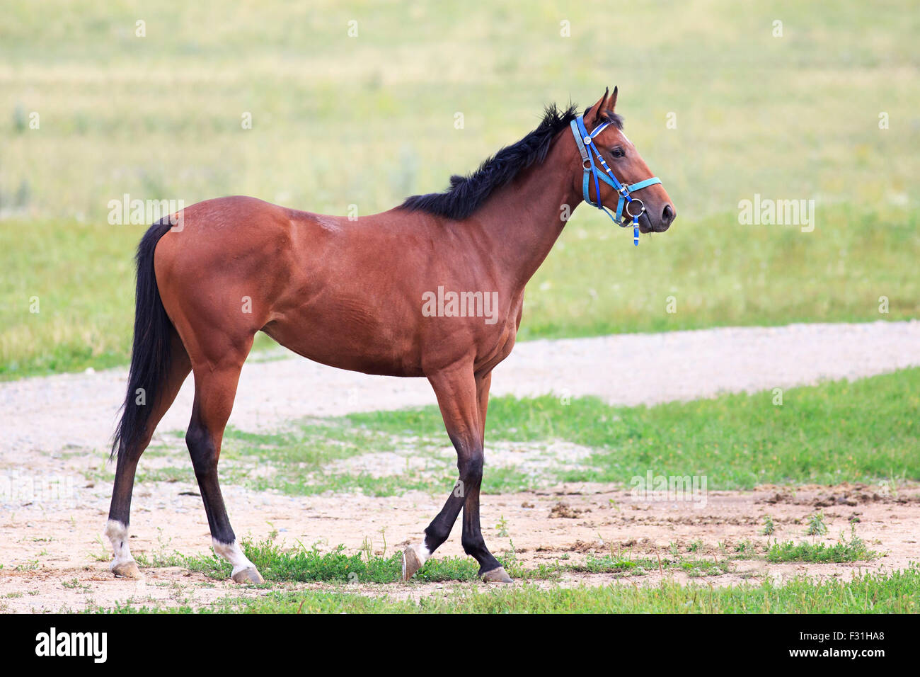 Beautiful bay stallion Thoroughbred breed Stock Photo - Alamy