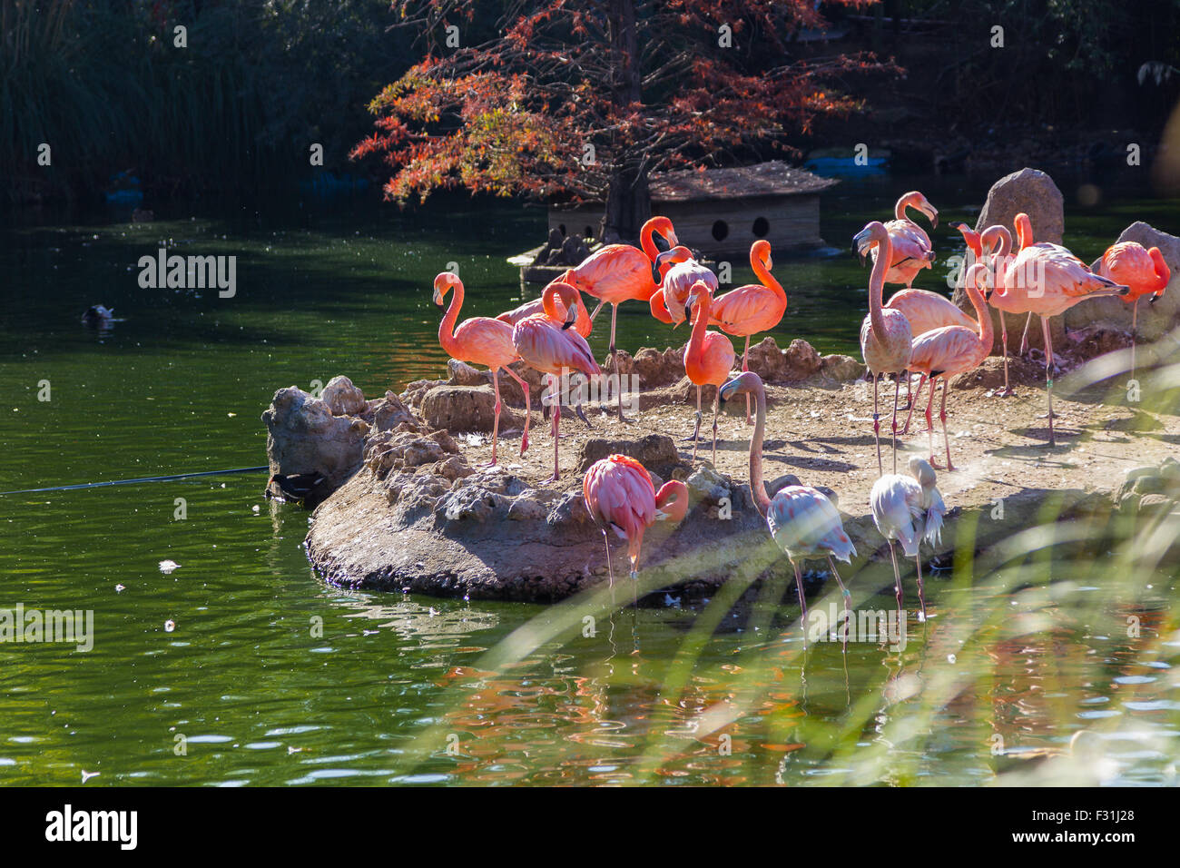 Common Flamingo (Phoenicopterus ruber Stock Photo - Alamy