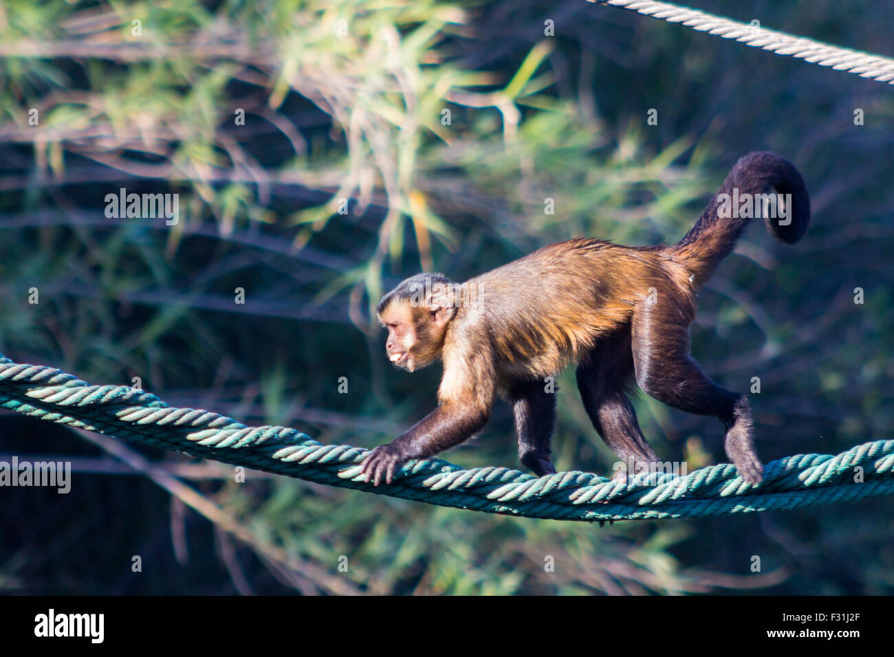 Capuchin monkey walking on a rope (Cebus apella Stock Photo - Alamy