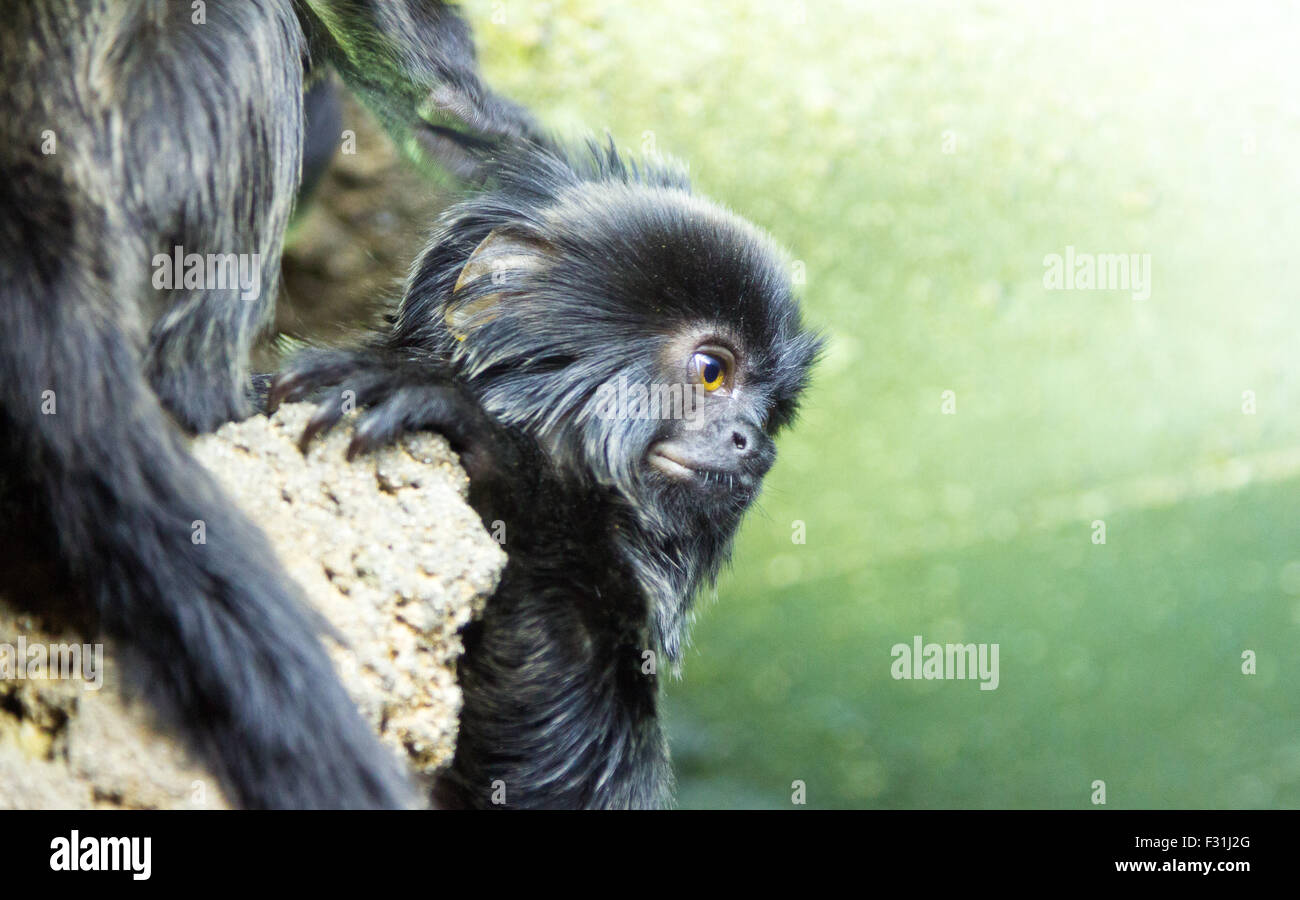 Goeldis monkey callimico goeldii hi-res stock photography and images ...