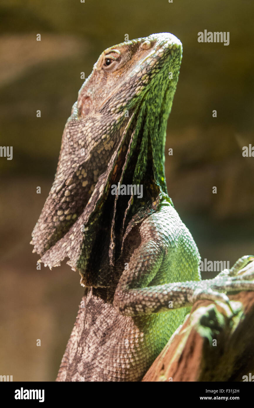 Clamidosaurio (Chlamydosaurus kingii Stock Photo - Alamy