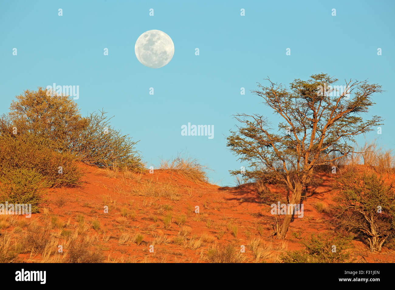 African landscape with a red sand dune and early full moon, Kalahari ...