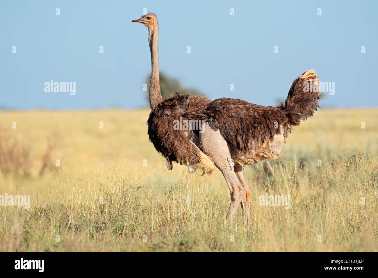 Female ostrich (Struthio camelus) in grassland, Mokala National Park ...