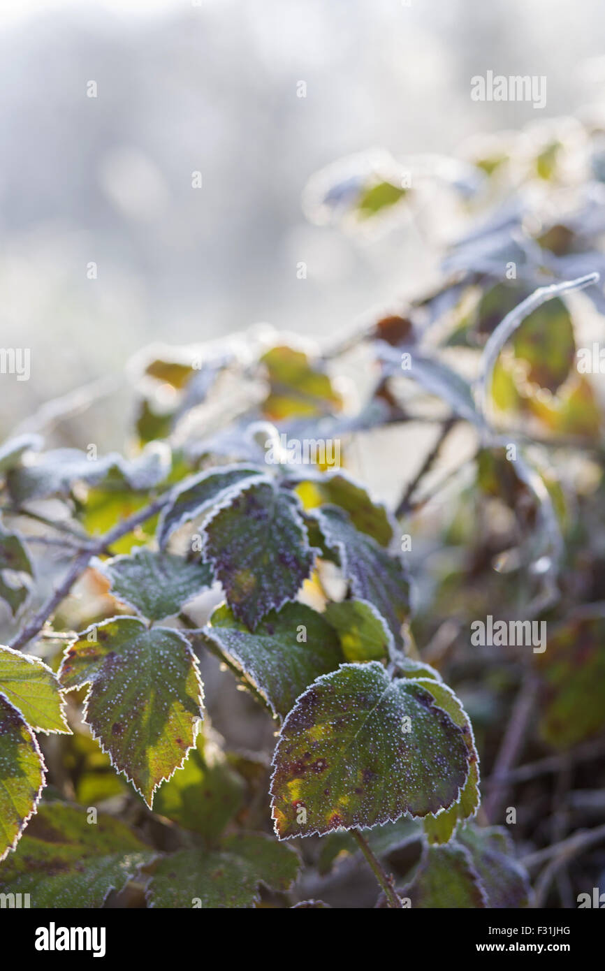 Cold season plants hi-res stock photography and images - Alamy