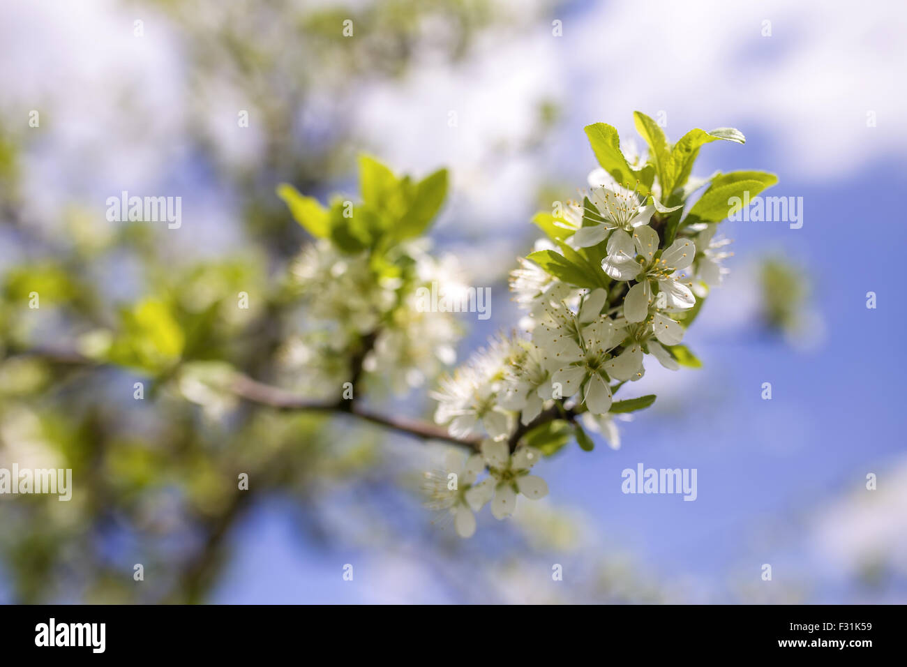 Flower branches hi-res stock photography and images - Alamy