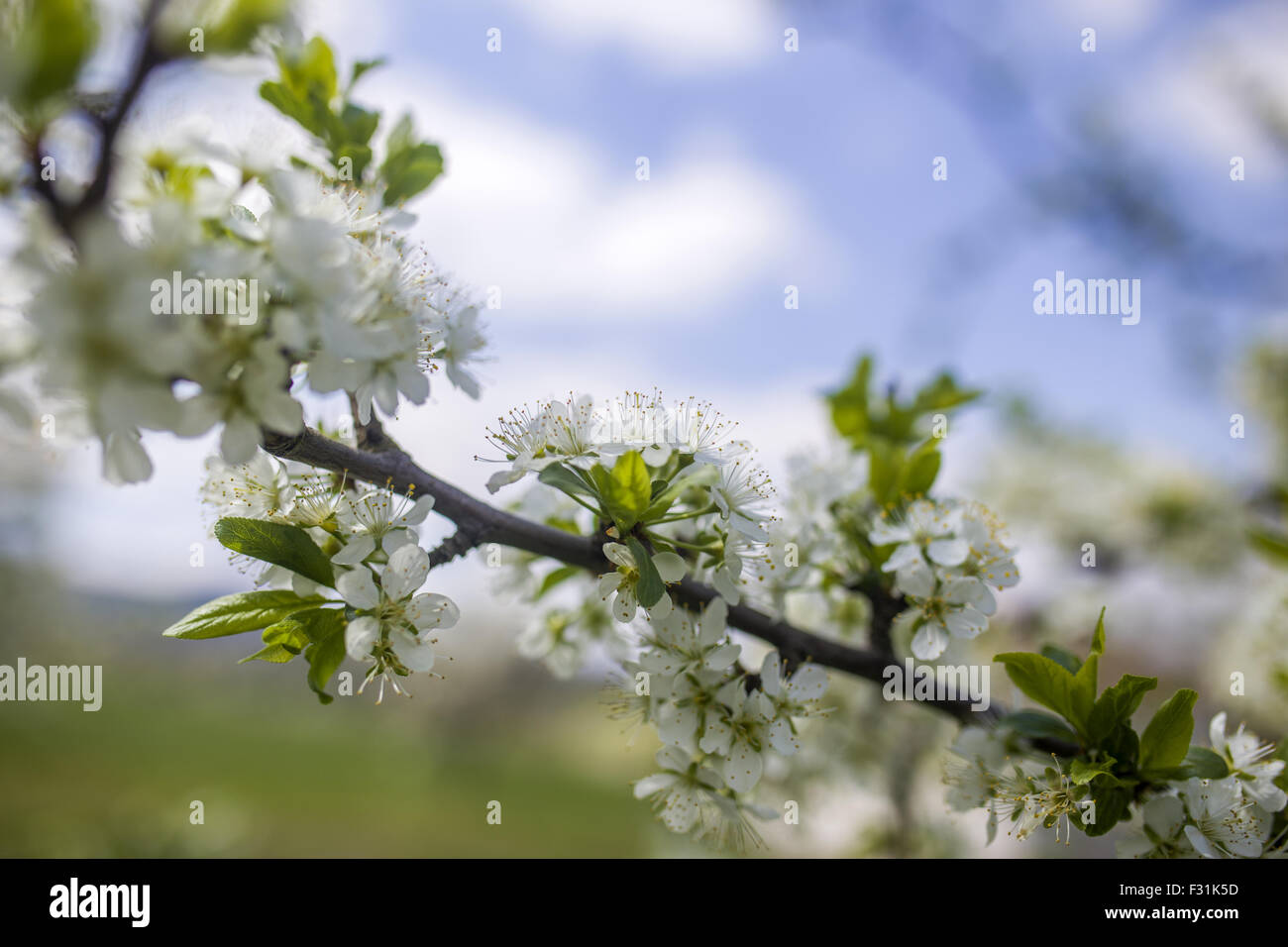 Flower branches hi-res stock photography and images - Alamy