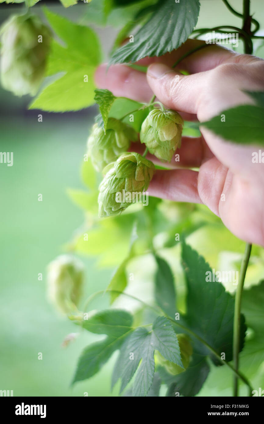 Hop harvest hi-res stock photography and images - Alamy