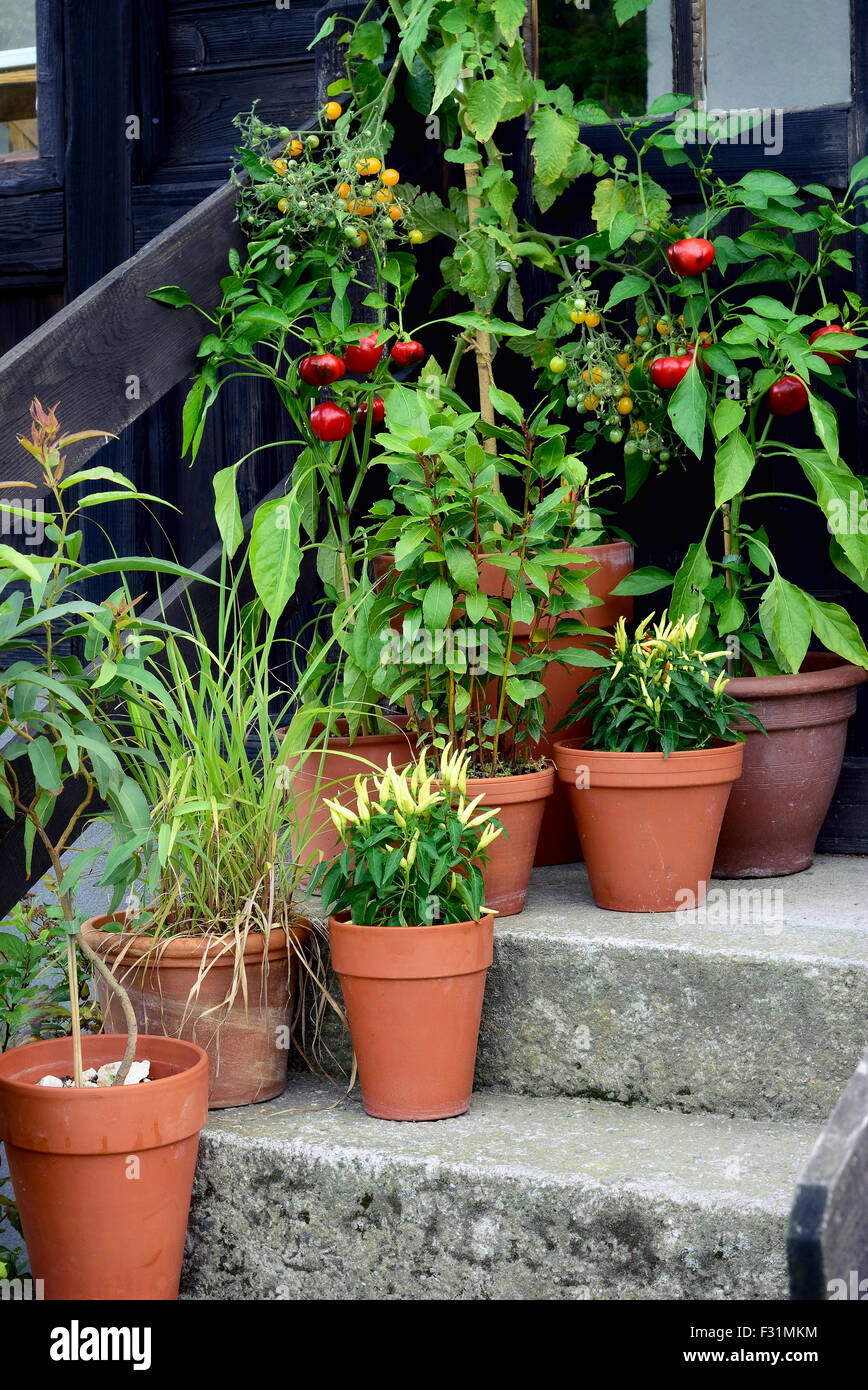 Ornamental container, vegetable garden in terracotta pots. Mirabell ...