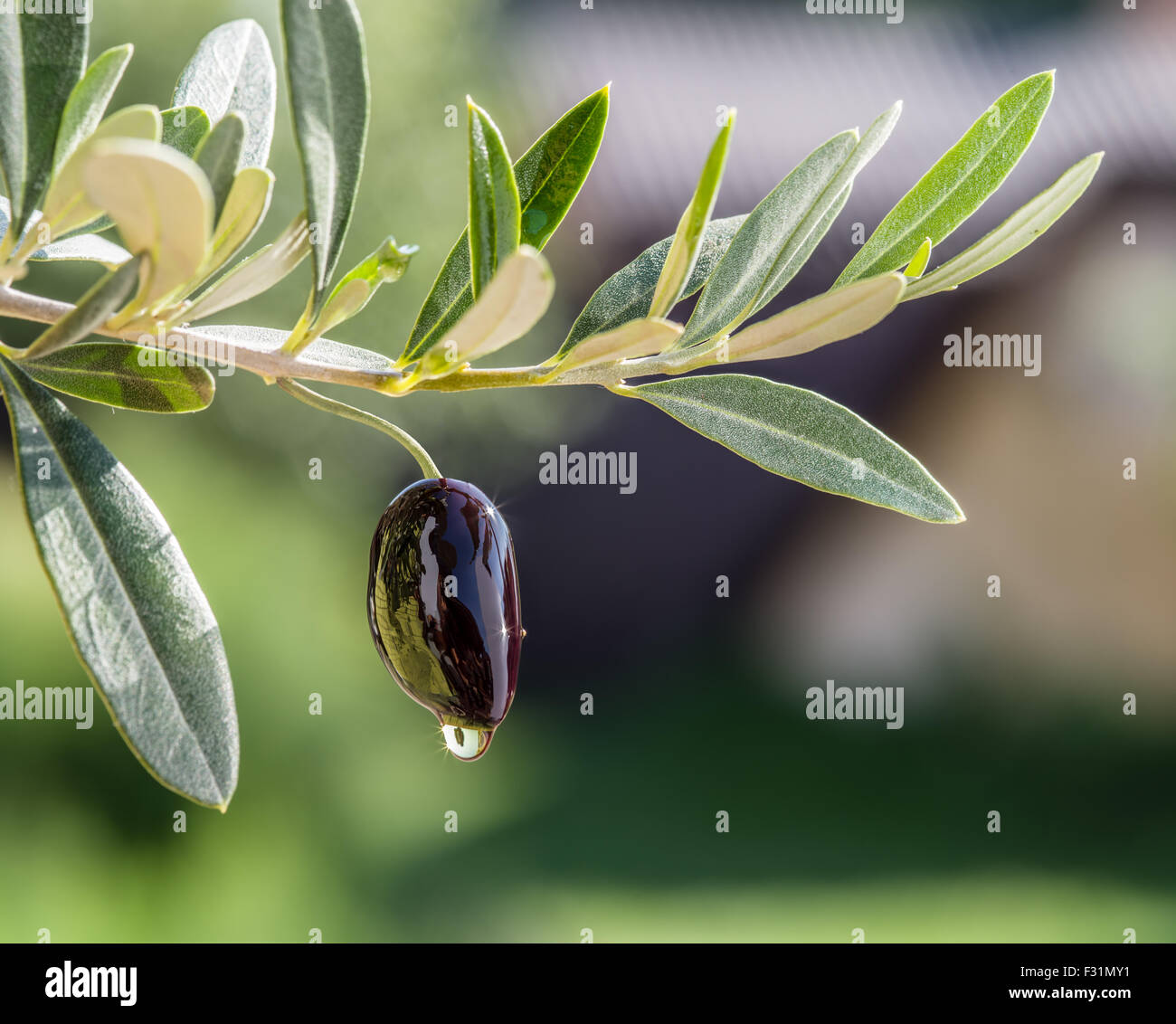 Drop of olive oil hi-res stock photography and images - Alamy