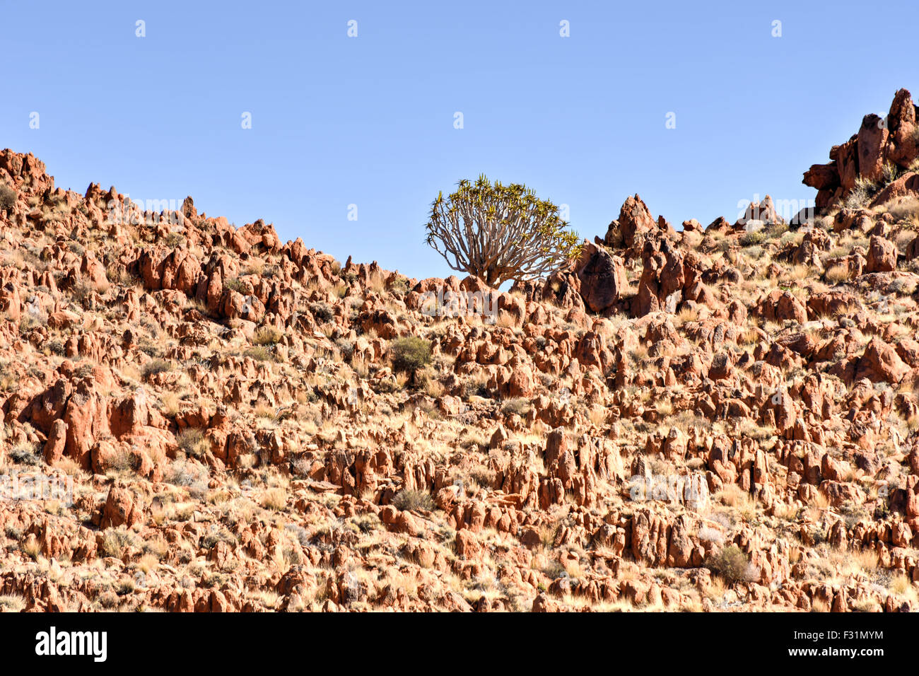 Quiver tree in the desert landscape of Namibia Stock Photo - Alamy