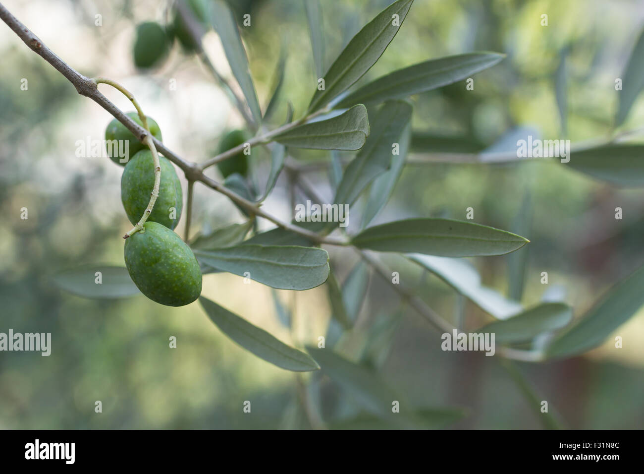Extreme close-up of an olive branch with three olives Stock Photo - Alamy