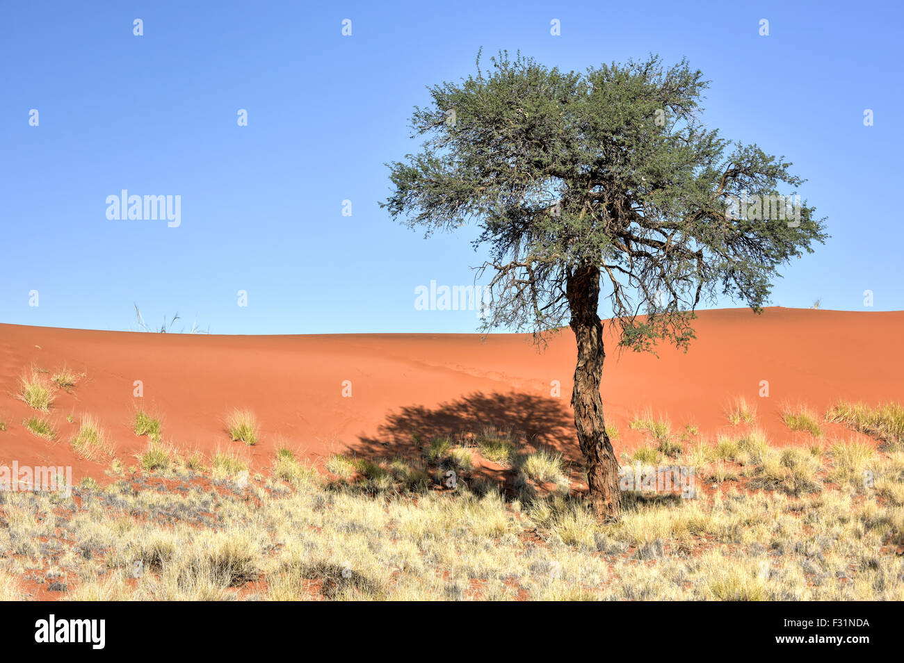 Desert landscape in the NamibRand Nature Reserve in Namibia Stock Photo ...