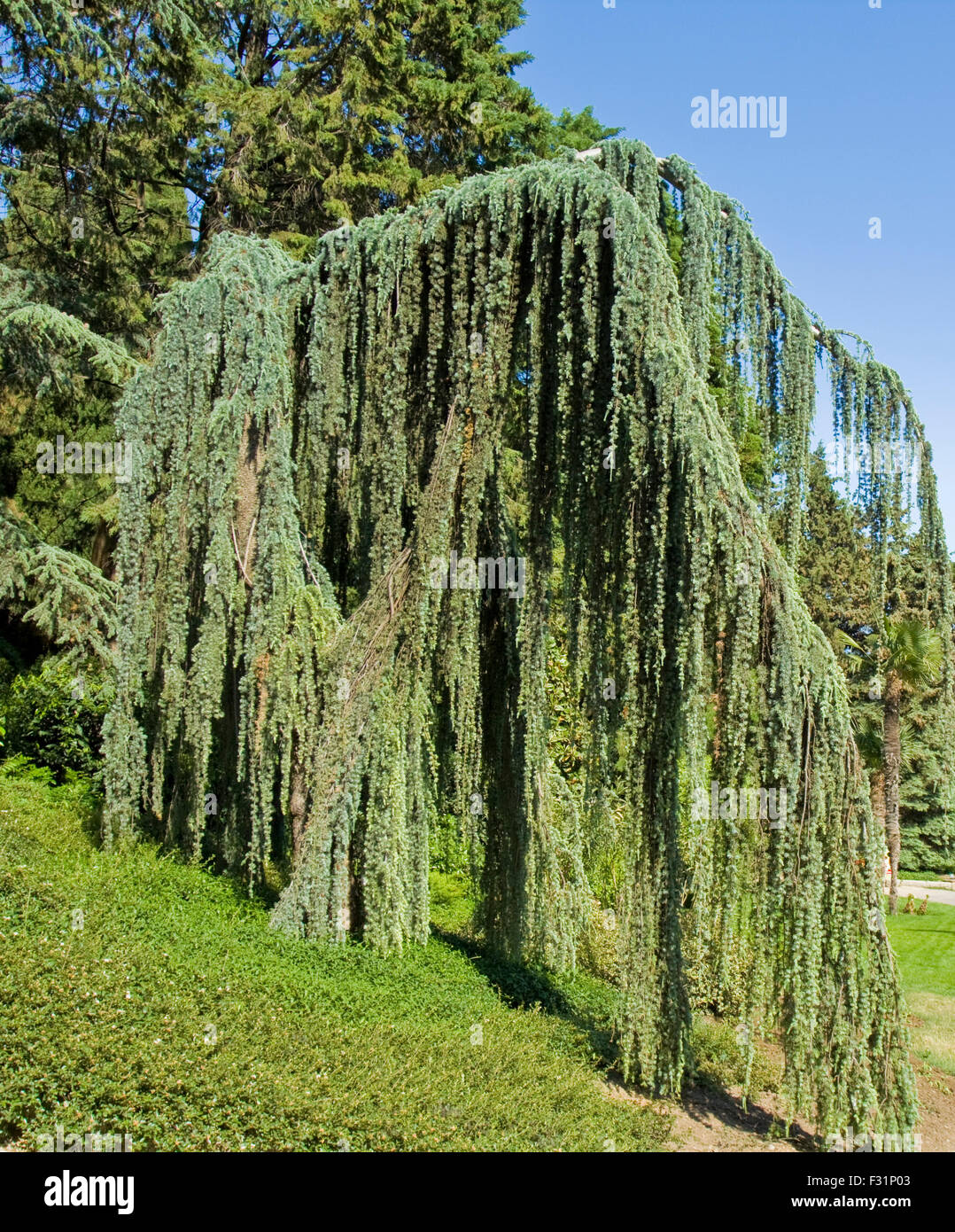 Tropical tree Cedrus Atlantica blue in park Stock Photo - Alamy