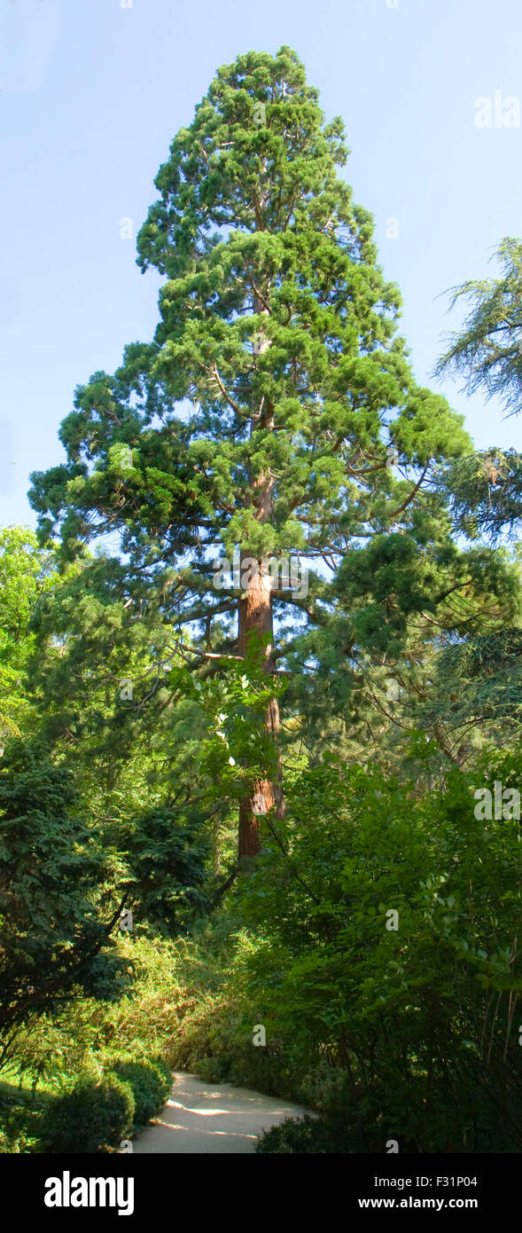 Tropical tree Seqoiadendron Gigantem, also Mammoth tree and Redwood ...