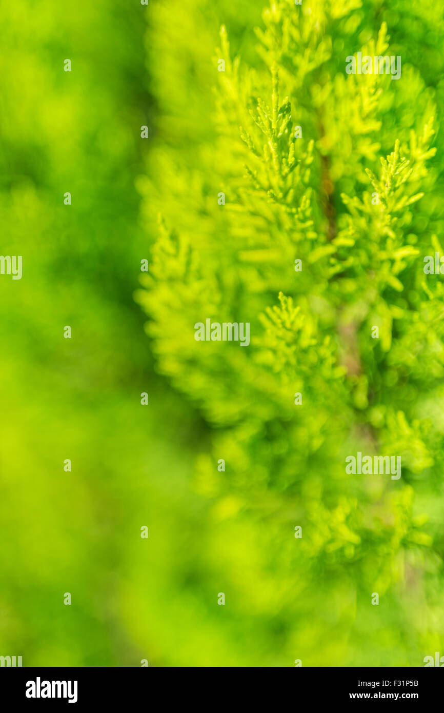 Evergreen thuja tree close up beautiful natural background Stock Photo ...