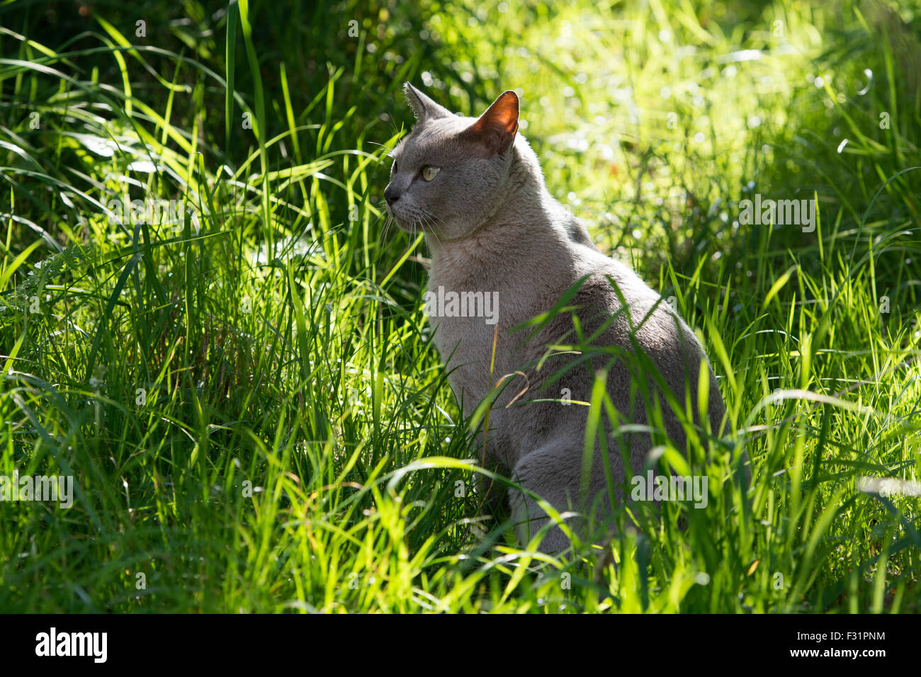 Grey cat hi-res stock photography and images - Alamy
