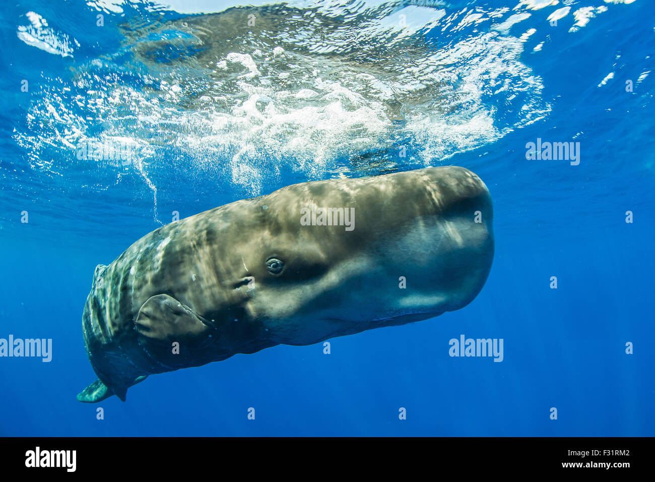 Sperm whale underwater hi-res stock photography and images - Alamy