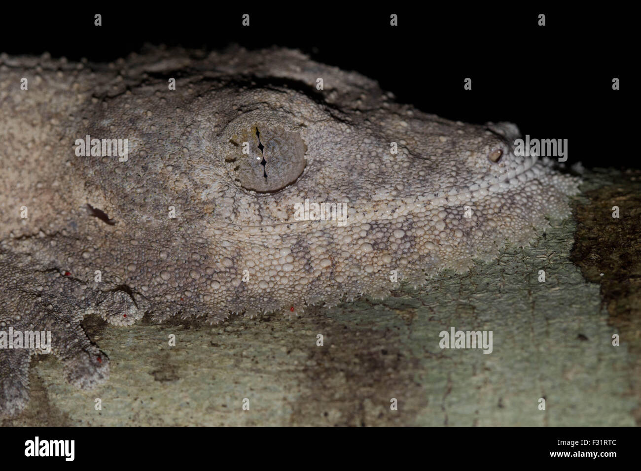 Henkel's leaf-tailed gecko (Uroplatus henkeli), Ankarana National Park ...