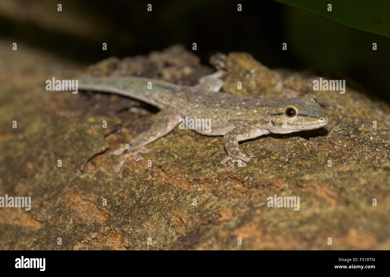 Female madagascar day gecko hi-res stock photography and images - Alamy