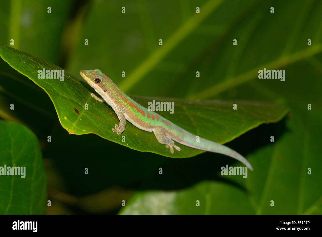 Gecko on a leaf hi-res stock photography and images - Alamy