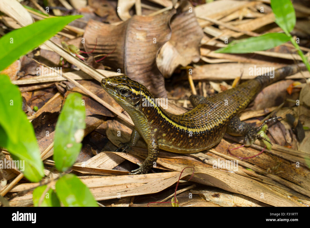 Madagascar girdled lizard (Zonosaurus madagascariensis), amongst ...