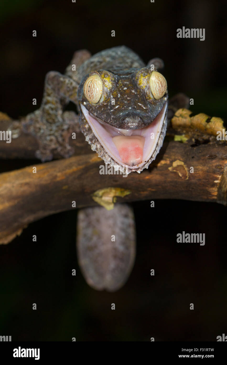 Leaf tailed gecko mouth open hi-res stock photography and images - Alamy