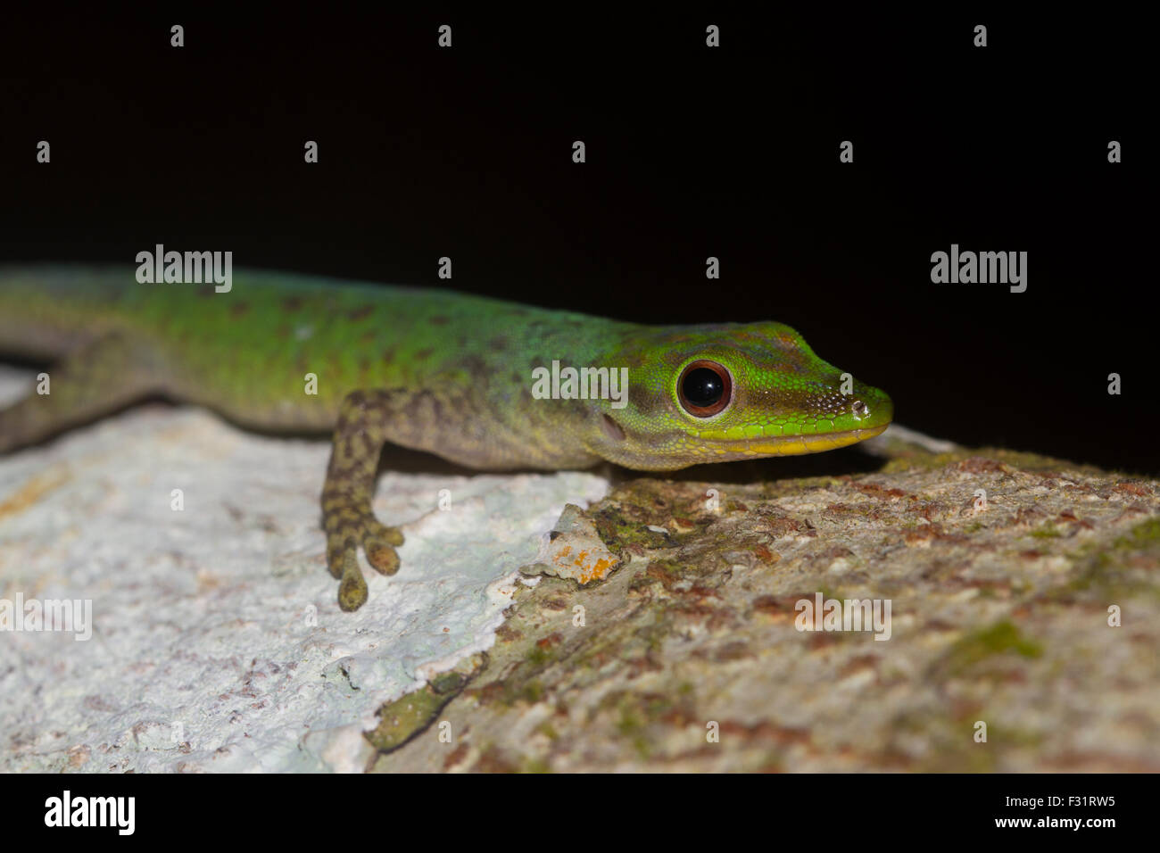 Speckled day gecko (Phelsuma guttata), on a tree trunk, Antongil Bay ...