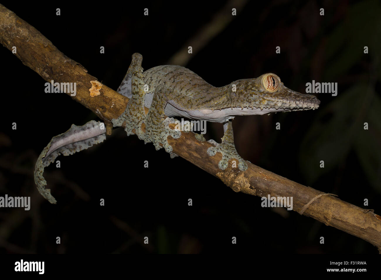 Giant leaf-tailed gecko (Uroplatus fimbriatus), on a tree branch ...