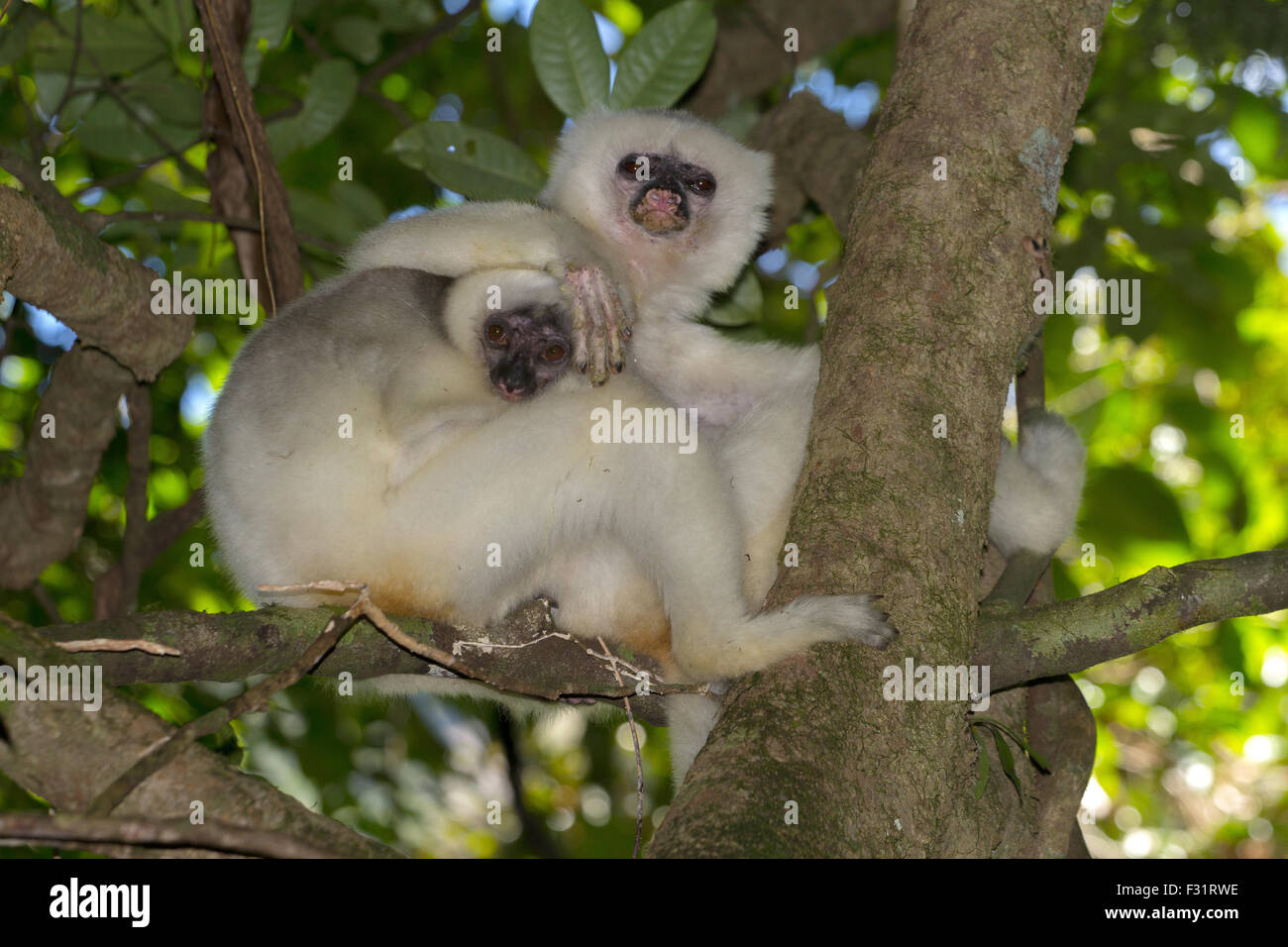 Silky sifaka (Propithecus candidus), female, young, extremely rare ...