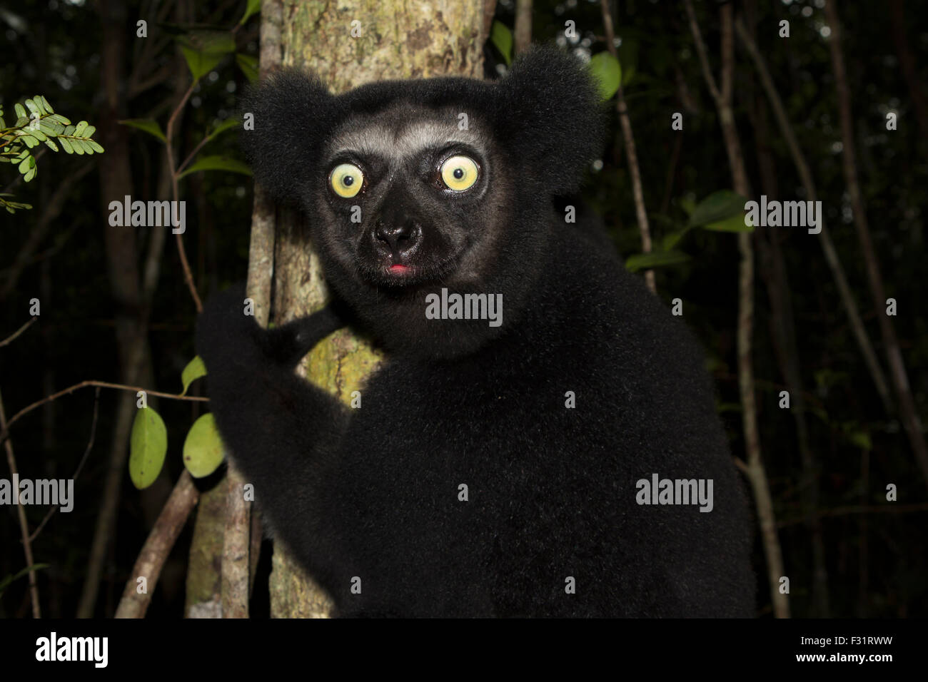 Indri (Indri indri) on a tree, northeast Madagascar, Madagascar Stock ...