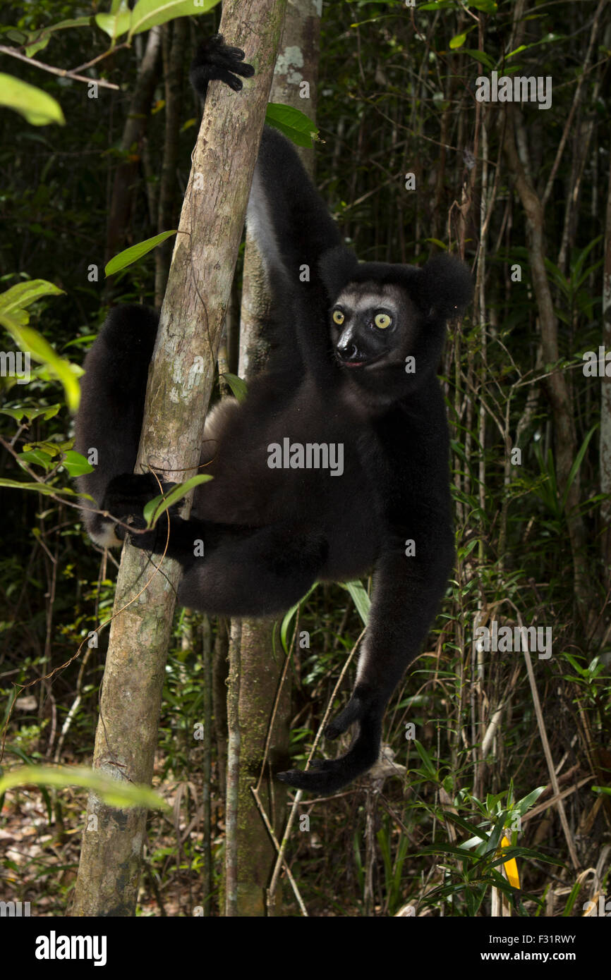 Indri (Indri indri) on a tree, northeast Madagascar, Madagascar Stock ...