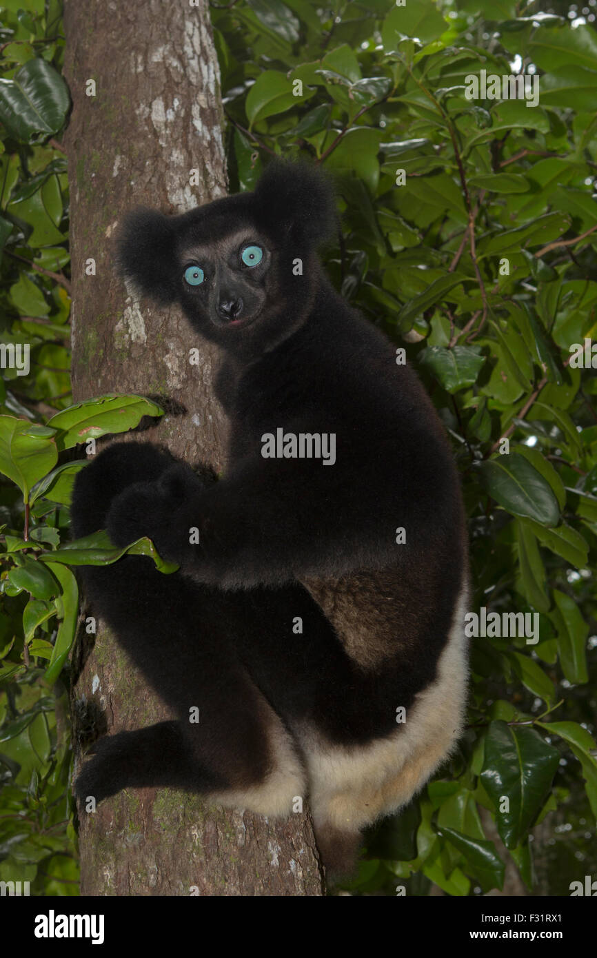 Indri (Indri indri), young, on a tree, northeast Madagascar, Madagascar ...