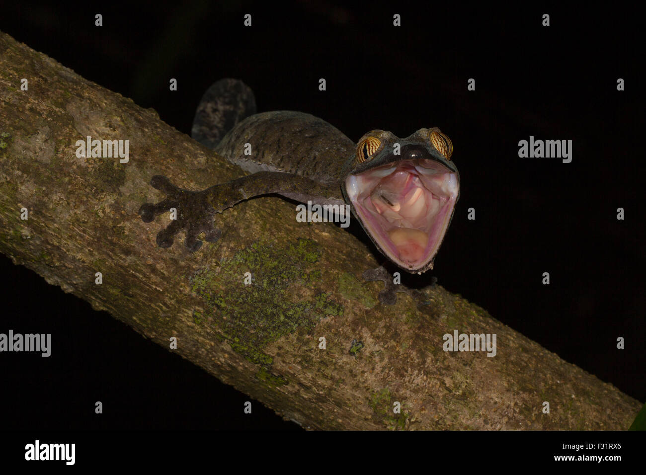 Giant leaf-tailed gecko (Uroplatus fimbriatus), with open mouth ...