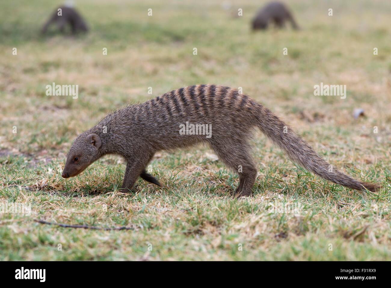 National Park Namibia Banded Mongoose High Resolution Stock Photography ...