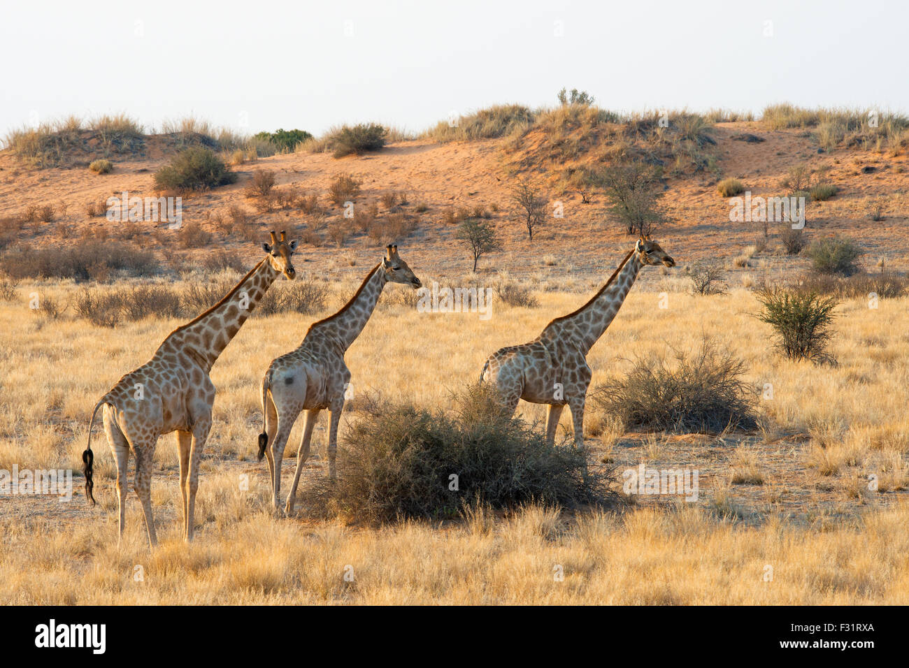 Giraffes (Giraffa camelopardalis), passing through grassland, Etosha ...