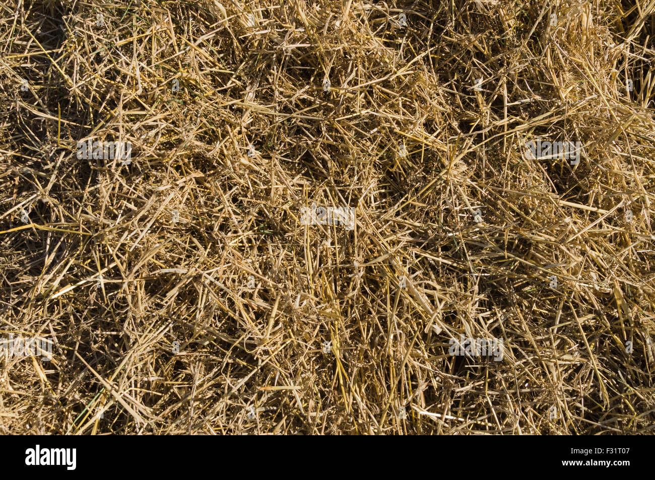 Dry hay closeup, natural straw background Stock Photo - Alamy