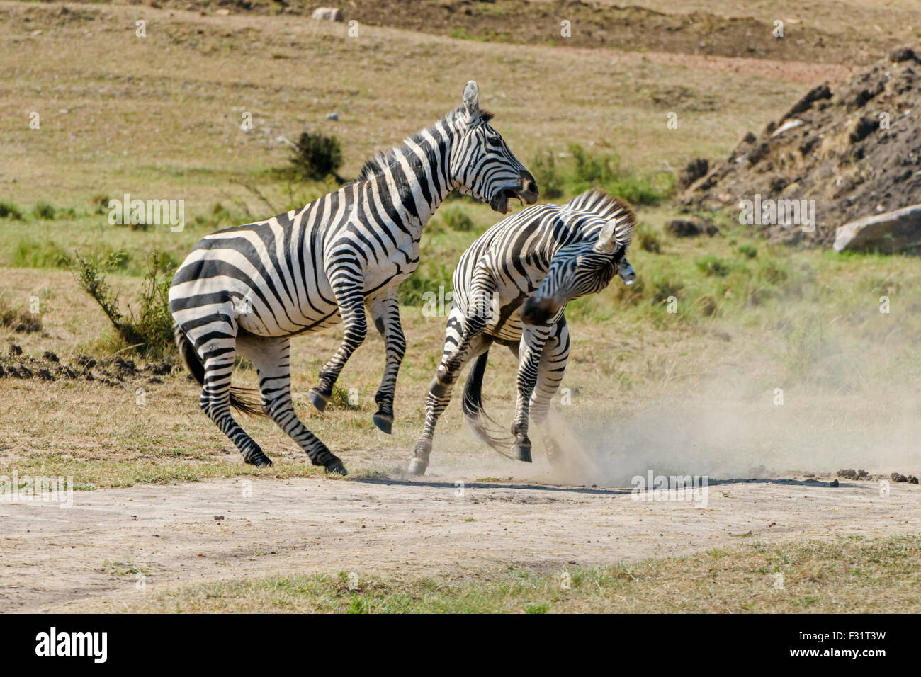 Aggressive zebras hi-res stock photography and images - Alamy