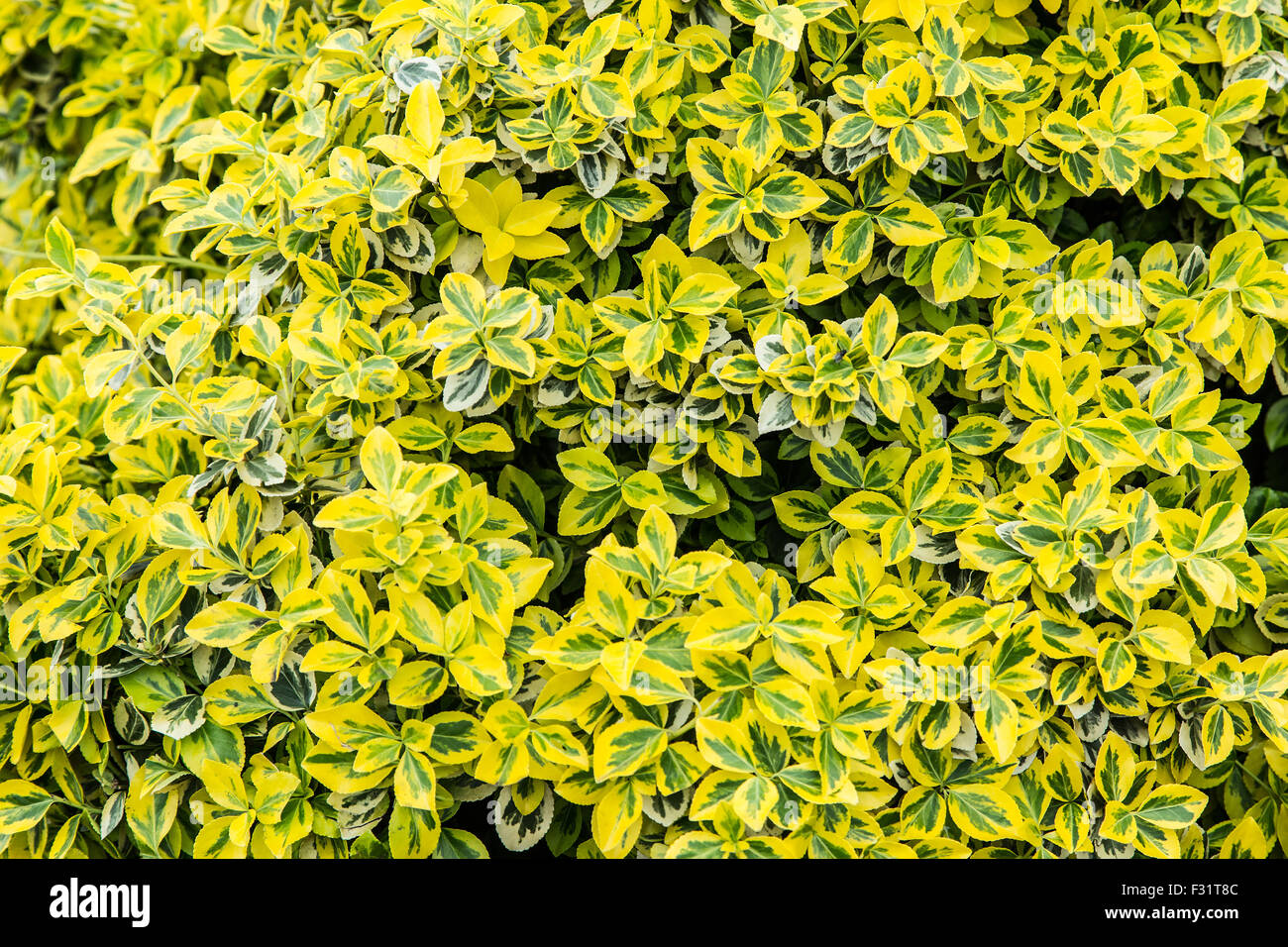 Colorful bush leaves. Close-up shot. Nature background Stock Photo - Alamy