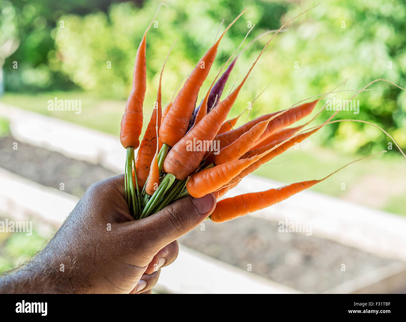 Carrots in man's hand Stock Photo - Alamy