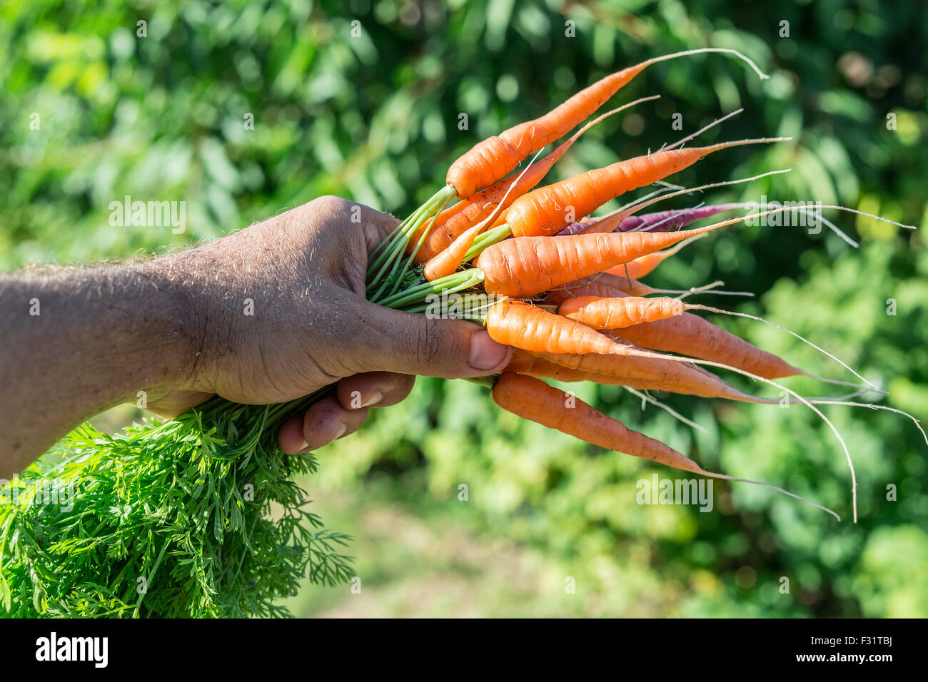 Carrots organic vegetable in hi-res stock photography and images - Alamy