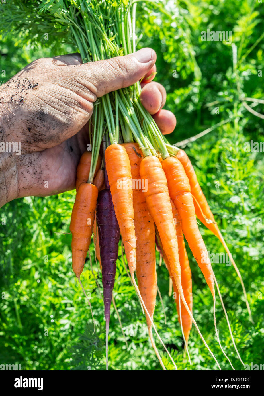 Hand and carrot hi-res stock photography and images - Alamy