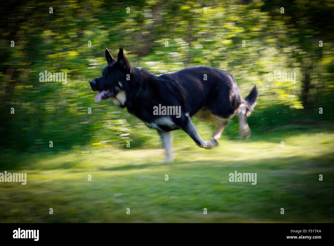 Garden panning hi-res stock photography and images - Alamy