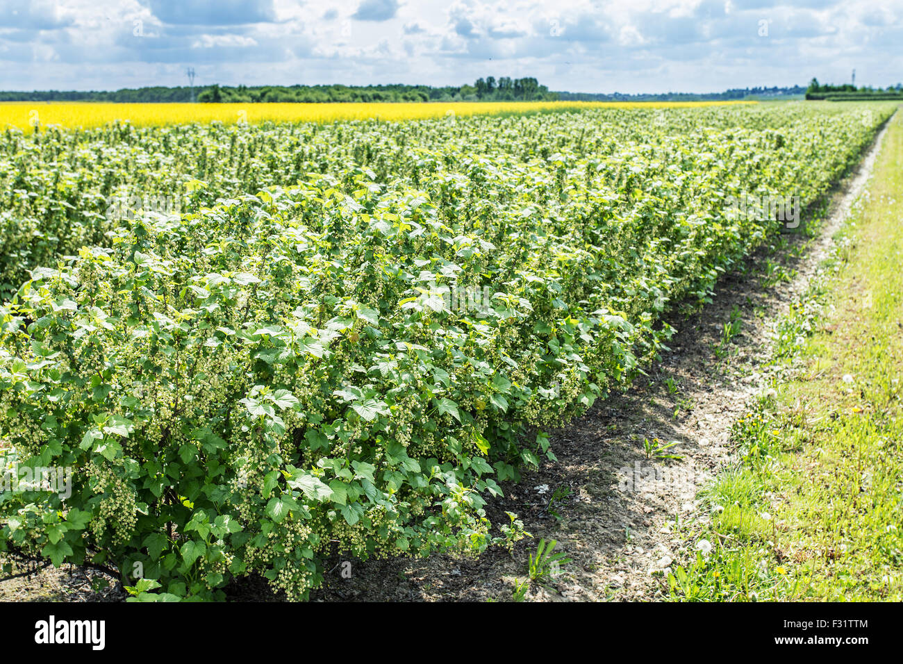Currant bushes on the field. The blue sky on the background Stock Photo ...