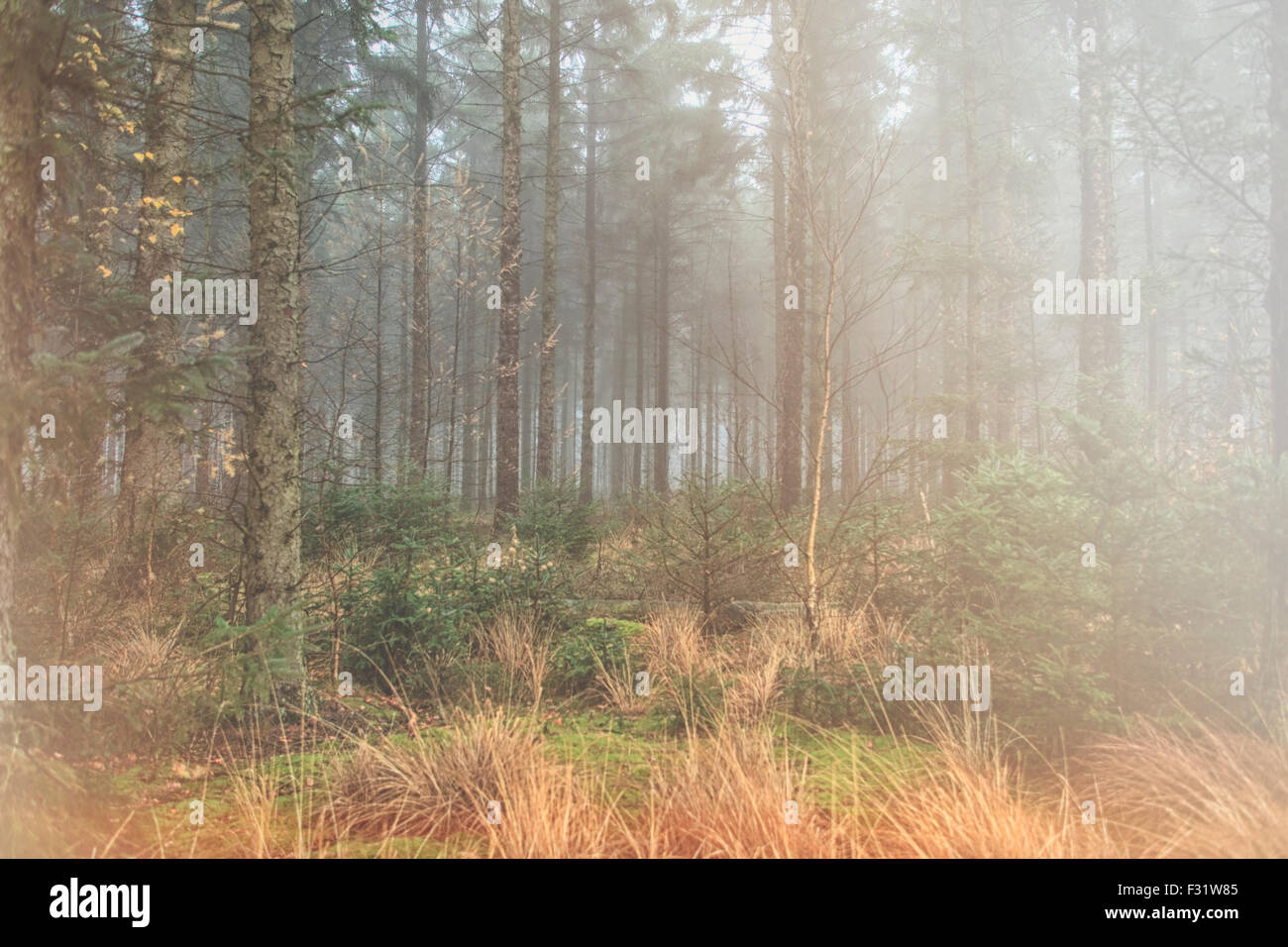Rays sunlight in spruce forest hi-res stock photography and images - Alamy