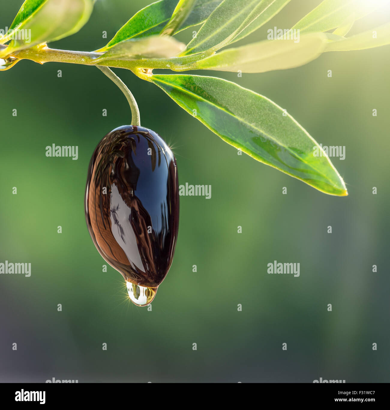 Olive oil drop hi-res stock photography and images - Alamy