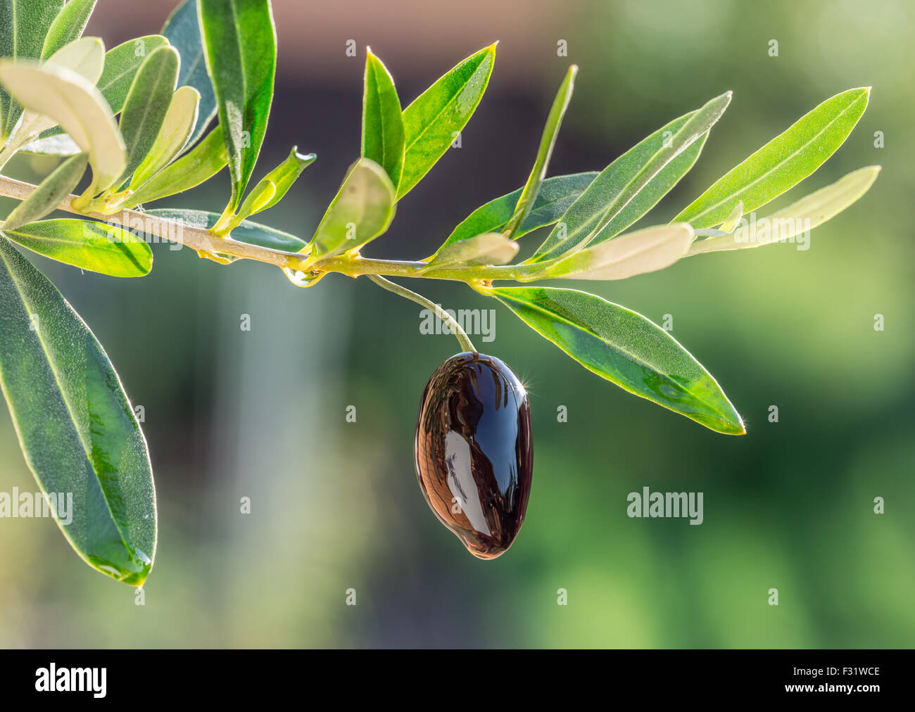 Food oil hi-res stock photography and images - Alamy