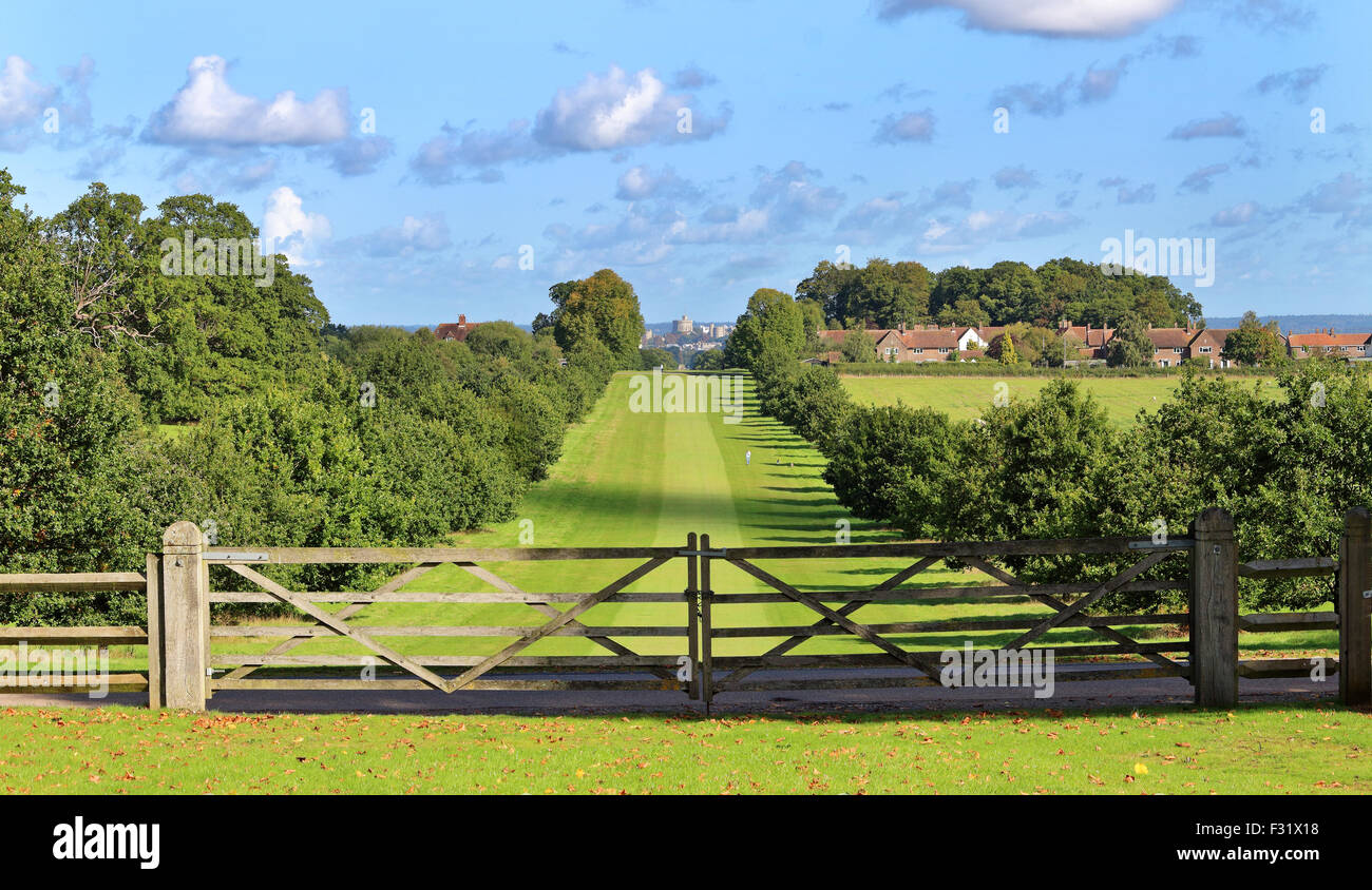 Queen Anne's ride in Windsor Great Park with Castle in the background ...