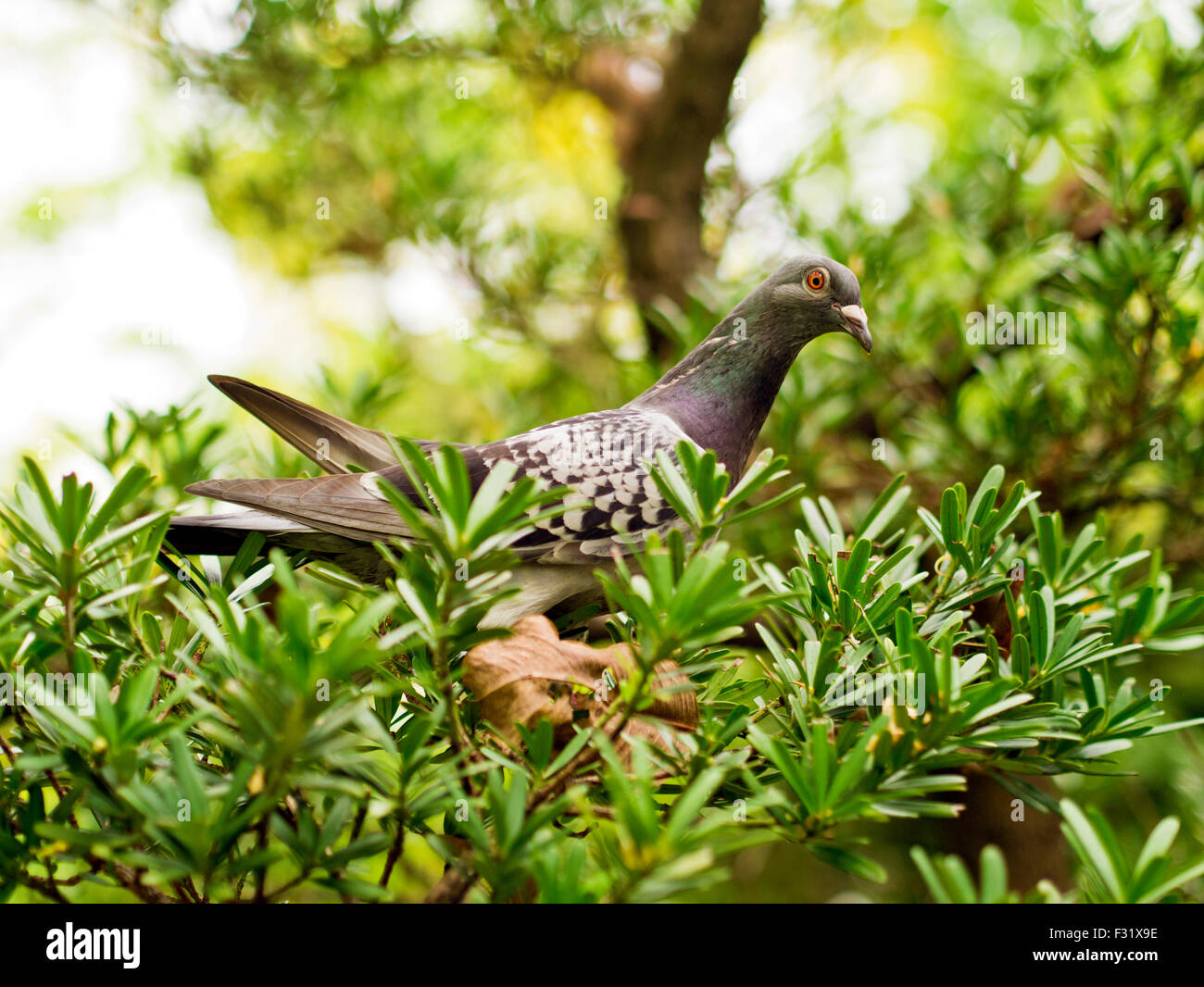 On tree perch hi-res stock photography and images - Alamy