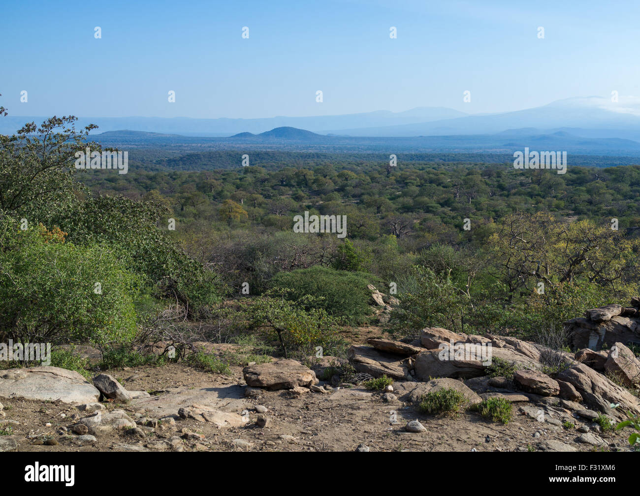 Tanzania, Serengeti Plateau, Lake Eyasi, hadzabe tribe forest Stock ...