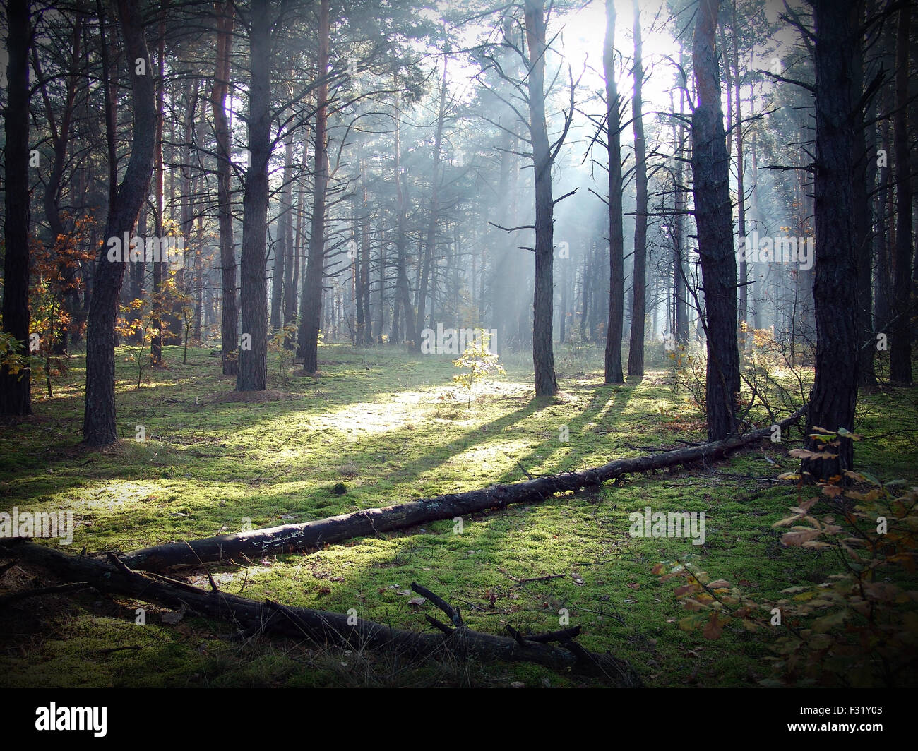 Wood in the beautiful morning sunbeam Stock Photo - Alamy